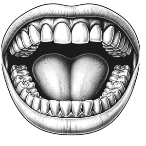 Tändernas namn och nummer » TandUpplysningen